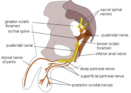 Sacral Plexus Definition Function And Location