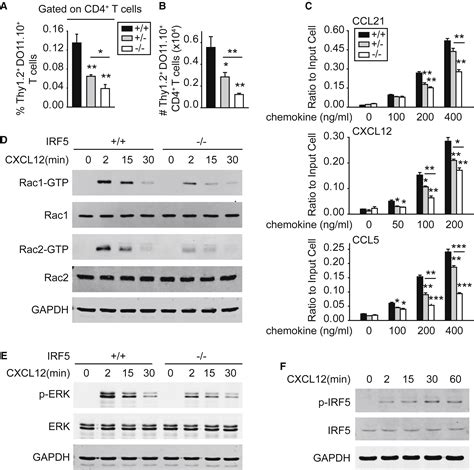T Cell Intrinsic Irf5 Regulates T Cell Signaling Migration And Differentiation And Promotes