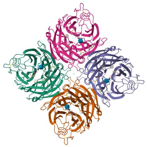 Rcsb Pdb 1nsd Influenza B Virus Neuraminidase Can Synthesize Its Own