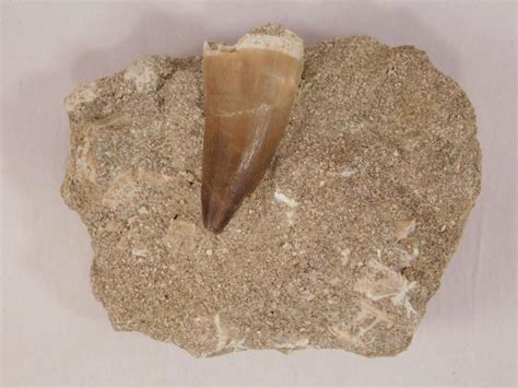 Dinosaur Tooth In Matrix 4181682844