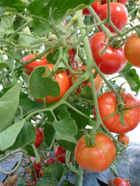 Grow Your Own Tomatoes For Healthy Skin