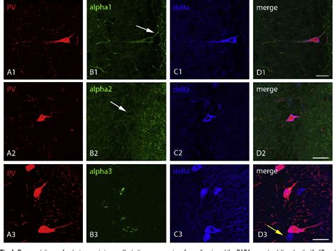 Figure 4 From The Parvalbumin Positive Interneurons In The Mouse