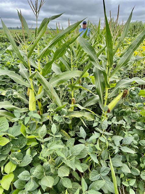 Forage Soybeans Eagle Seed Llc
