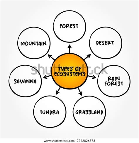 Main Types Ecosystems Consists All Organisms Stock Vector Royalty Free