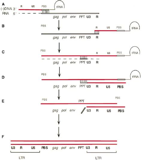 Diagram Diagram Of Reverse Transcription Mydiagramonline