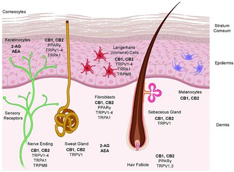 Schematic Representation Of The Key Components Of The Ecs In Different