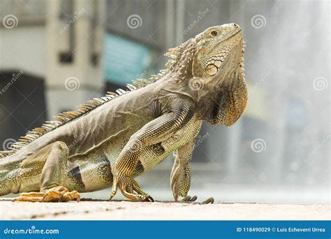 Adult Green Iguana Iguana Iguana Stock Image Image Of Agama