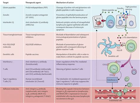 Coeliac Disease The Lancet