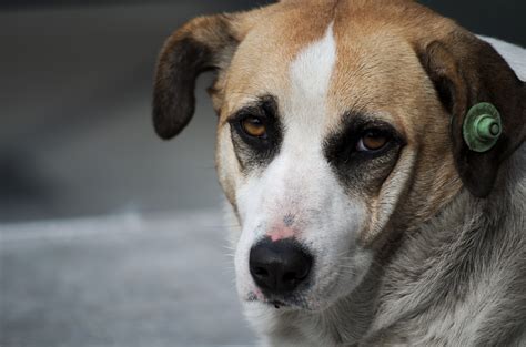 Common Health Issues With Dogs All Peers