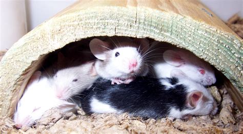 Scientists Have Discovered An Anti Aging Compound That Works On Mice