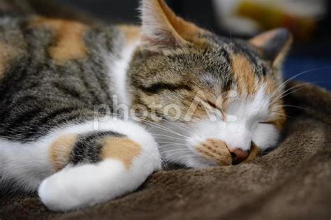 寝ている三毛猫のアップ No 25730689｜写真素材なら「写真ac」無料（フリー）ダウンロードok