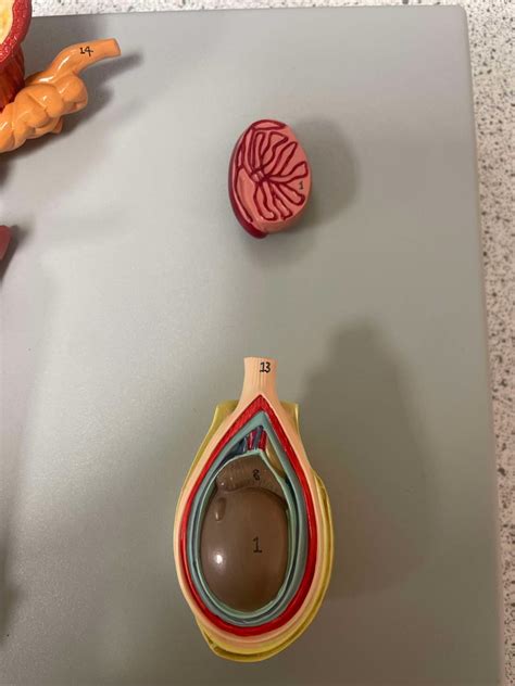 Testis Diagram Quizlet