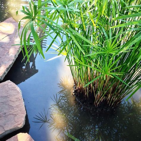 Premium Photo Grass Growing In Pond