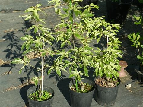 斑入りコナラ 樹木好き I Love Trees