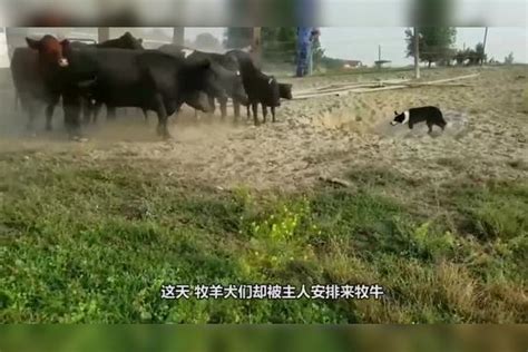 主人让牧羊犬牧牛，不料牛兄突然发难，最后的结局会如何？