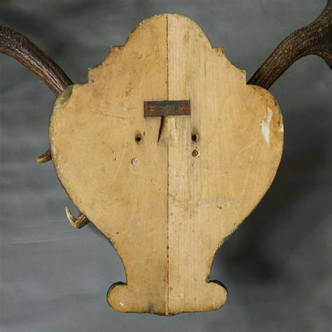Black Forest Uneven 14 Pointer Red Deer Trophy On Wooden Plaque 1909