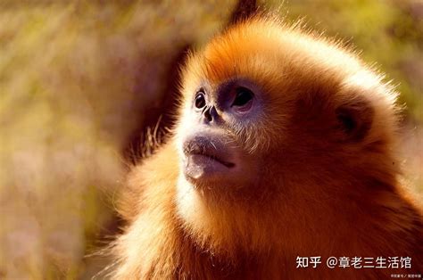 保护动物从我们做起——关于中国的濒危动物 知乎