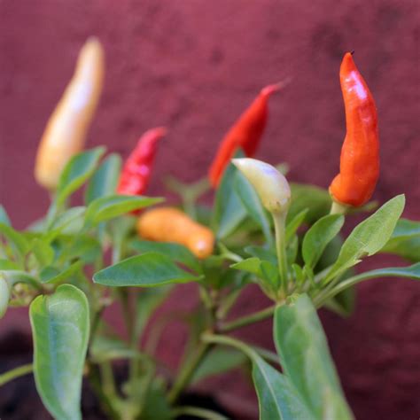 Chilli Pepper Aji Omnicolor Capsicum Baccatum Approx 10 Seeds