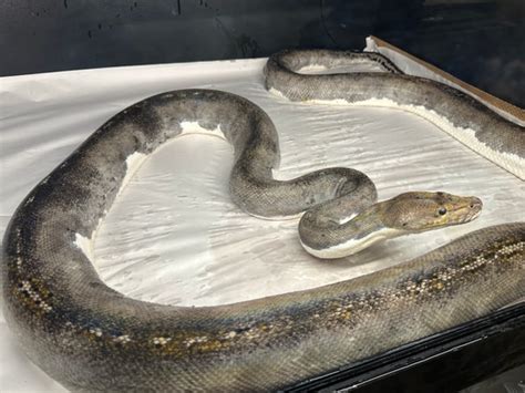 Pied Reticulated Python By Wildfire Retics