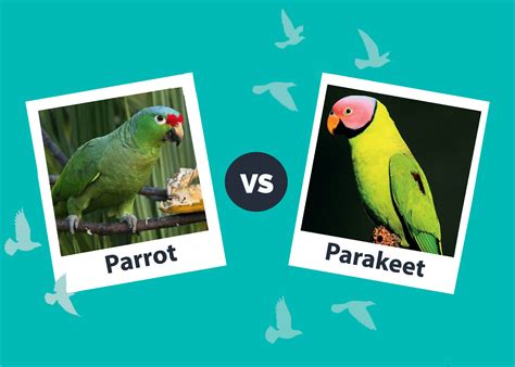 Male Vs Female Indian Ringneck Parrot The Differences With Pictures