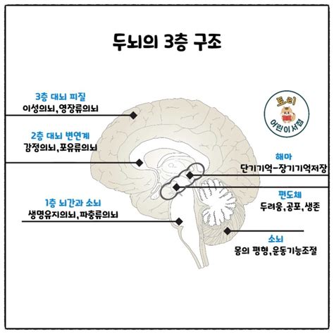 우리 몸을 움직이는 조종실 뇌부모라면 두뇌발달 이정도는 꼭 알고 있어야해요 네이버 블로그