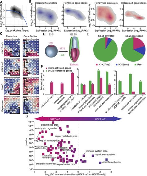 Chromatin Dynamics And The Role Of G9a In Gene Regulation And Enhancer