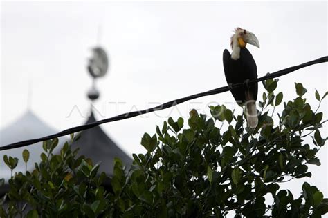 Burung Rangkong Terancam Punah Antara Foto