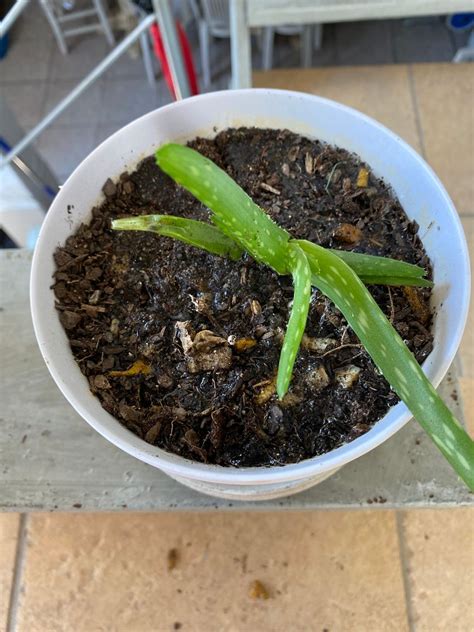 Consejos de jardinería Fertilizantes caseros y naturales para plantas homify