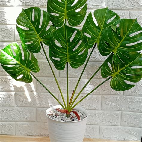 Jual Monstera Latex Artificial Pot Tawon Tanaman Hias Janda Bolong
