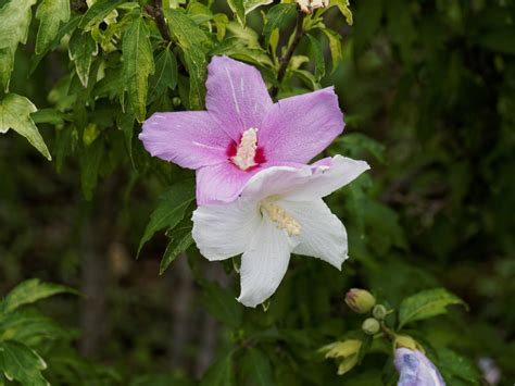 이란성쌍둥이 무궁화 사진 게시판 기글하드웨어