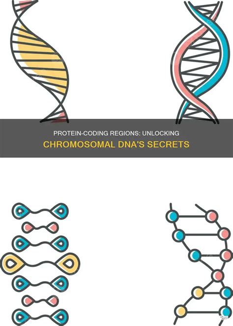Protein Coding Regions Unlocking Chromosomal Dnas Secrets Medshun