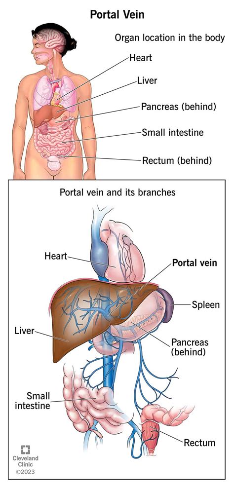 Human Venous System Anatomy