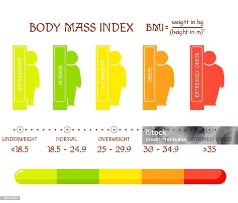 Bmi 개념 저체중에서 극도로 비만에 이르는 신체 모양 신체 용적 지수에 대한 스톡 벡터 아트 및 기타 이미지 신체 용적