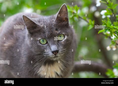 Domestic Cat Hi Res Stock Photography And Images Alamy