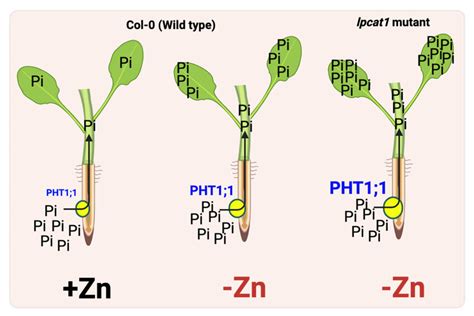 Schematic Representation Of Signaling Pathways Controlling Phosphate