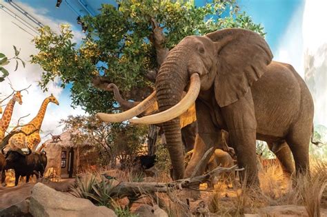 Immerse Yourself In The Wonders Of Wildlife • Missouri Life Magazine