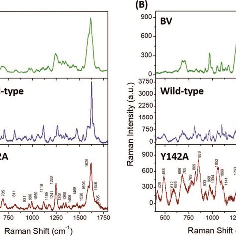 Resonance Raman Rr Spectra Of Free Bv Green Wild Type