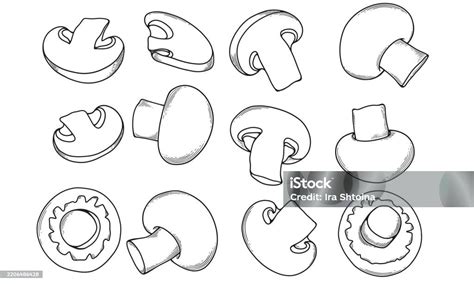 흰색 배경에 버섯 샴 피뇽의 조각 벡터 그림 전체 샴피뇽과 얇게 썬 샴피뇽 세트 가을에 대한 스톡 벡터 아트 및 기타 이미지 가을 검은색 낙서 드로잉 Istock