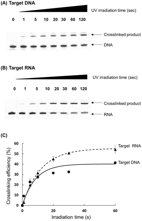 Figure 3 From Synthesis And Evaluation Of Oligonucleotide Containing 2 O {[ 4 5 8