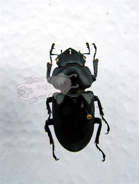 Dorcus Sinensis Bens Beetle Breeding Pages