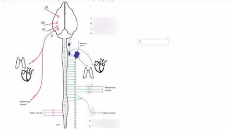 Anatomy Lecture Exam 2 Diagram Quizlet