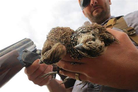 Arizona Quail Hunting The Arizona Quail Slam Arizona WanderingsArizona Wanderings