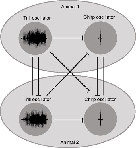 Two Oscillator Model For Synchrony In Mecopoda Sp Two Part Caller Download Scientific