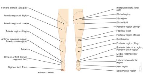 다리 해부학 E Anatomy
