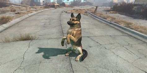 Fallout 4 что делать если не можешь найти собачье мясо Xpla