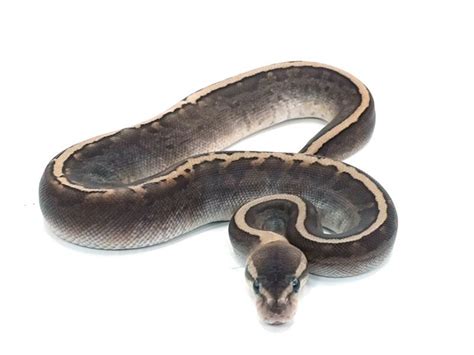 Lesser Cinnamon Ball Python