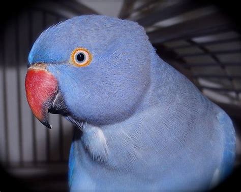 Sex Indian Ringneck Parrot Telegraph