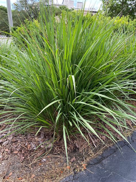 Dwarf Fakahatchee Ornamental Grass Buy 9pcs Save More Eureka Farms