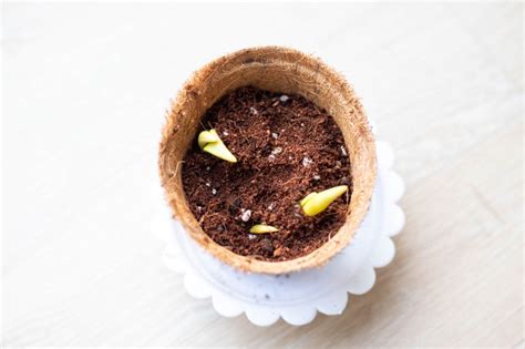 아이와트립 홈플레이키트 튤립구근심기 후기 네이버 블로그