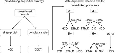 Optimized Fragmentation Regime For Diazirine Photo Cross Linked Peptides Rappsilber Laboratory